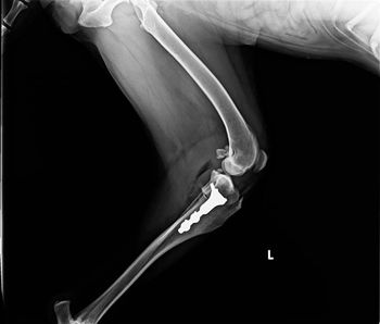 Behandlung von Kreuzbandriss beim Hund in Österreich - Dr. Mario Sauer