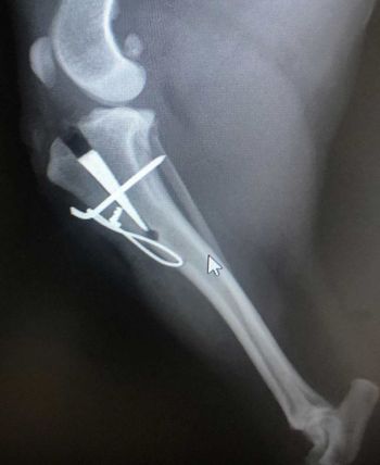 Behandlung von Kreuzbandriss beim Hund in Österreich - Dr. Mario Sauer